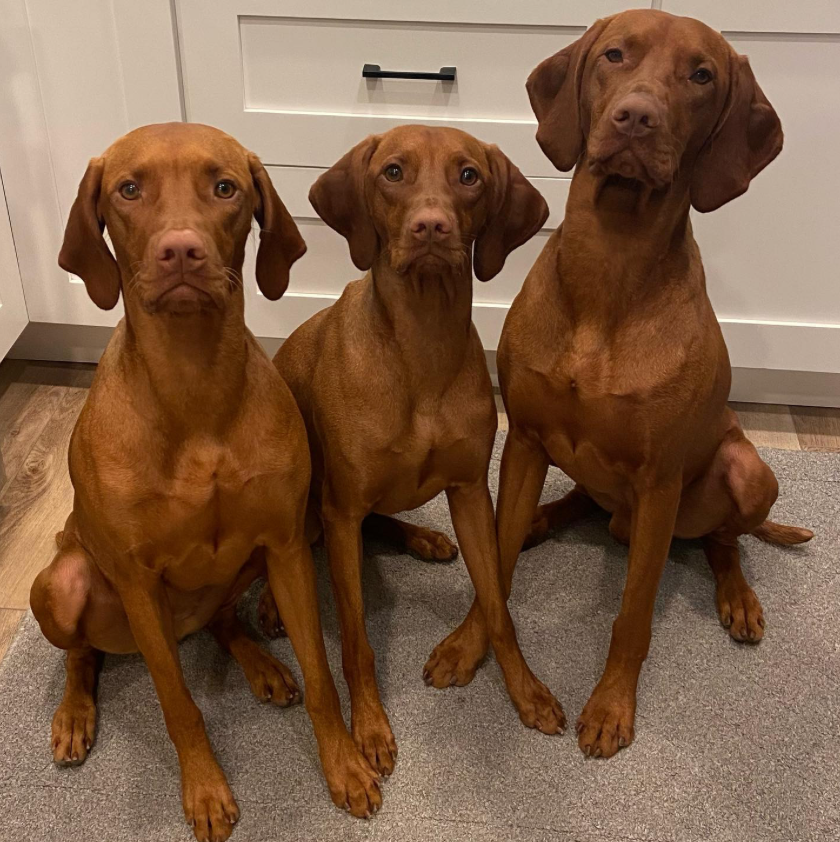 Moonlight Vizslas | Preservation Breeder