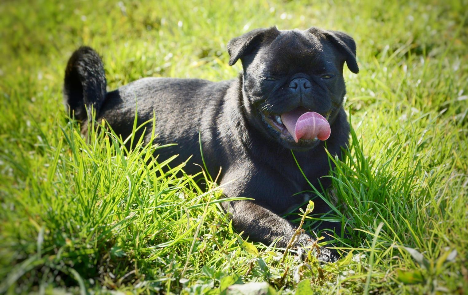 Dogs Needing New Homes | The Barn Animal Rescue | Newtownards