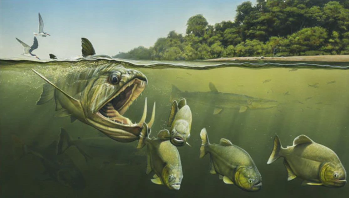 Amazon River Big Game Fishing | Guided Monster Expeditions