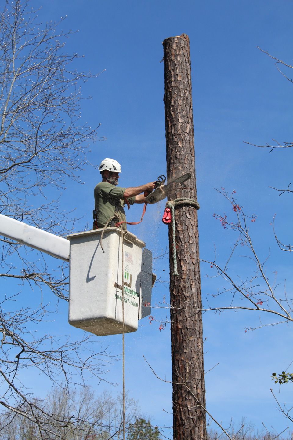 Tree Trimming | Midlothian, VA | Woodchuckers Tree Service
