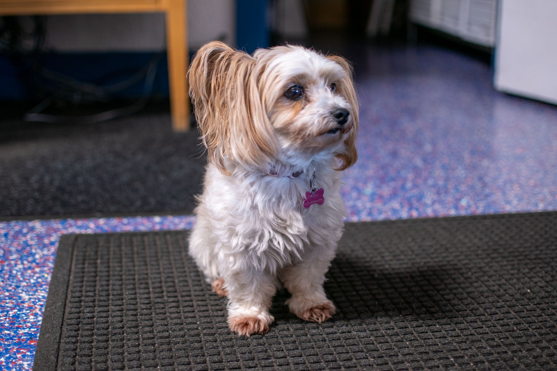 Meet Stella | David's Automotive Repair