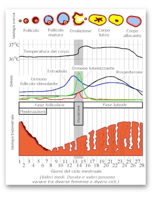 Mestruazioni | Cles, TN | Centro Medico Salute Zerlotin