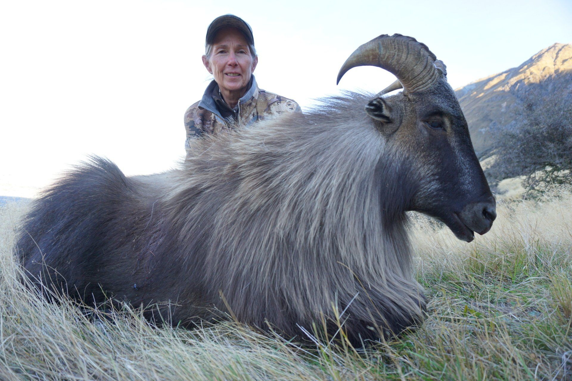 Hunt for Himalayan Tahr - Lochinvar Safaris New Zealand