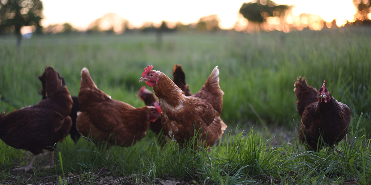 Happy & Healthy Chickens at Aqina Farm Malaysia