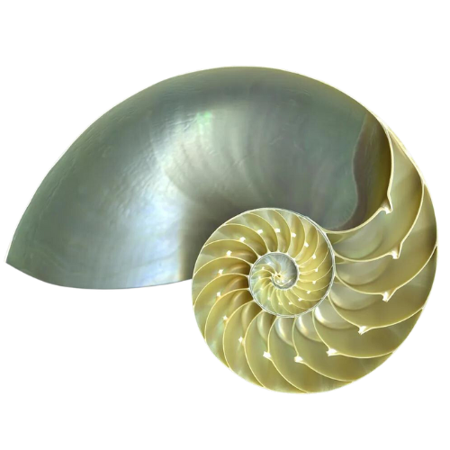 Wellbeing Workshops For Women