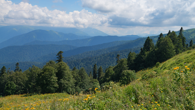 timber valley clearing
