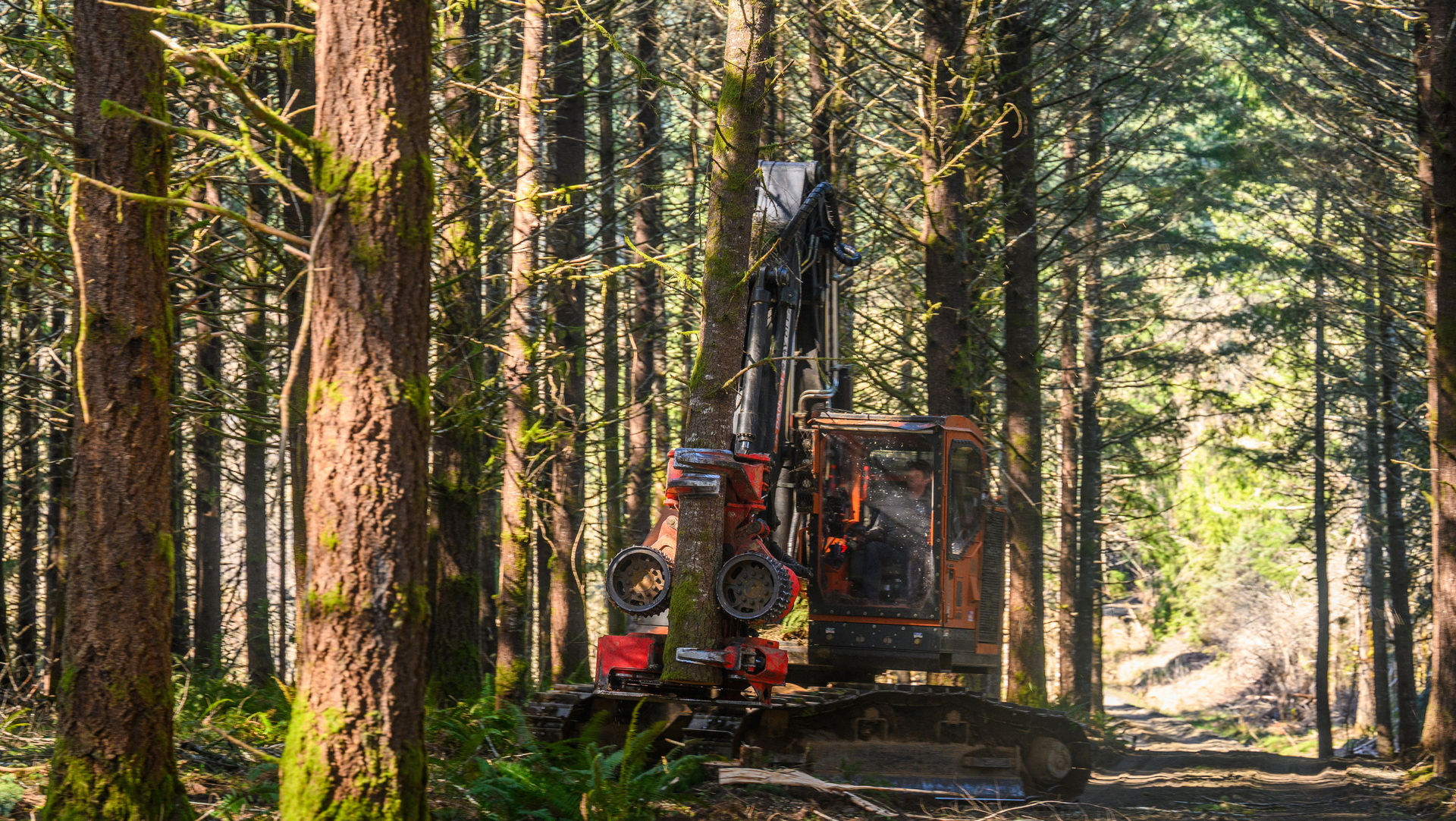Commercial Forest Thinning Services in Oregon