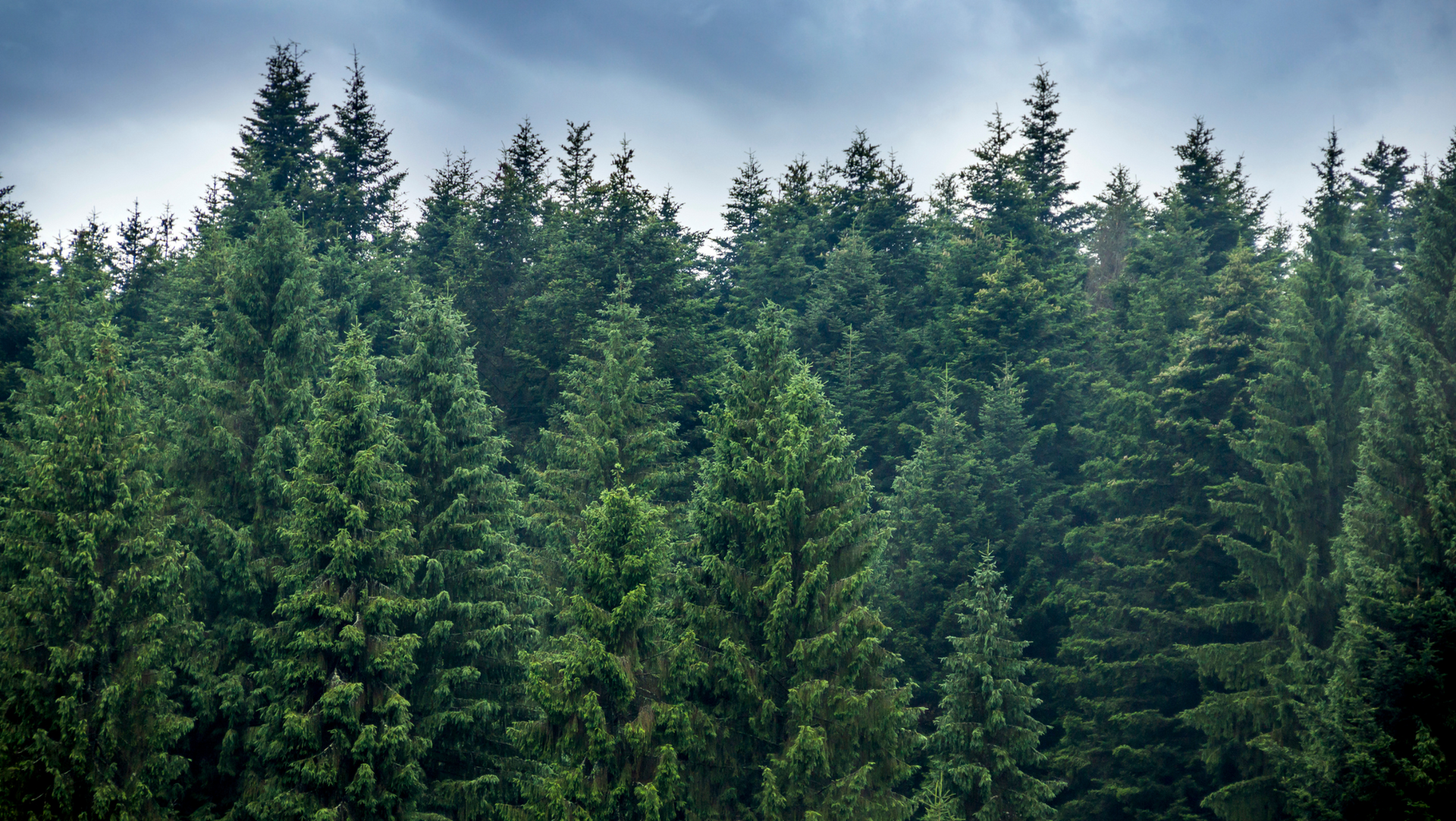 Timber Valuation, Cruising, & Appraisal Services in Oregon