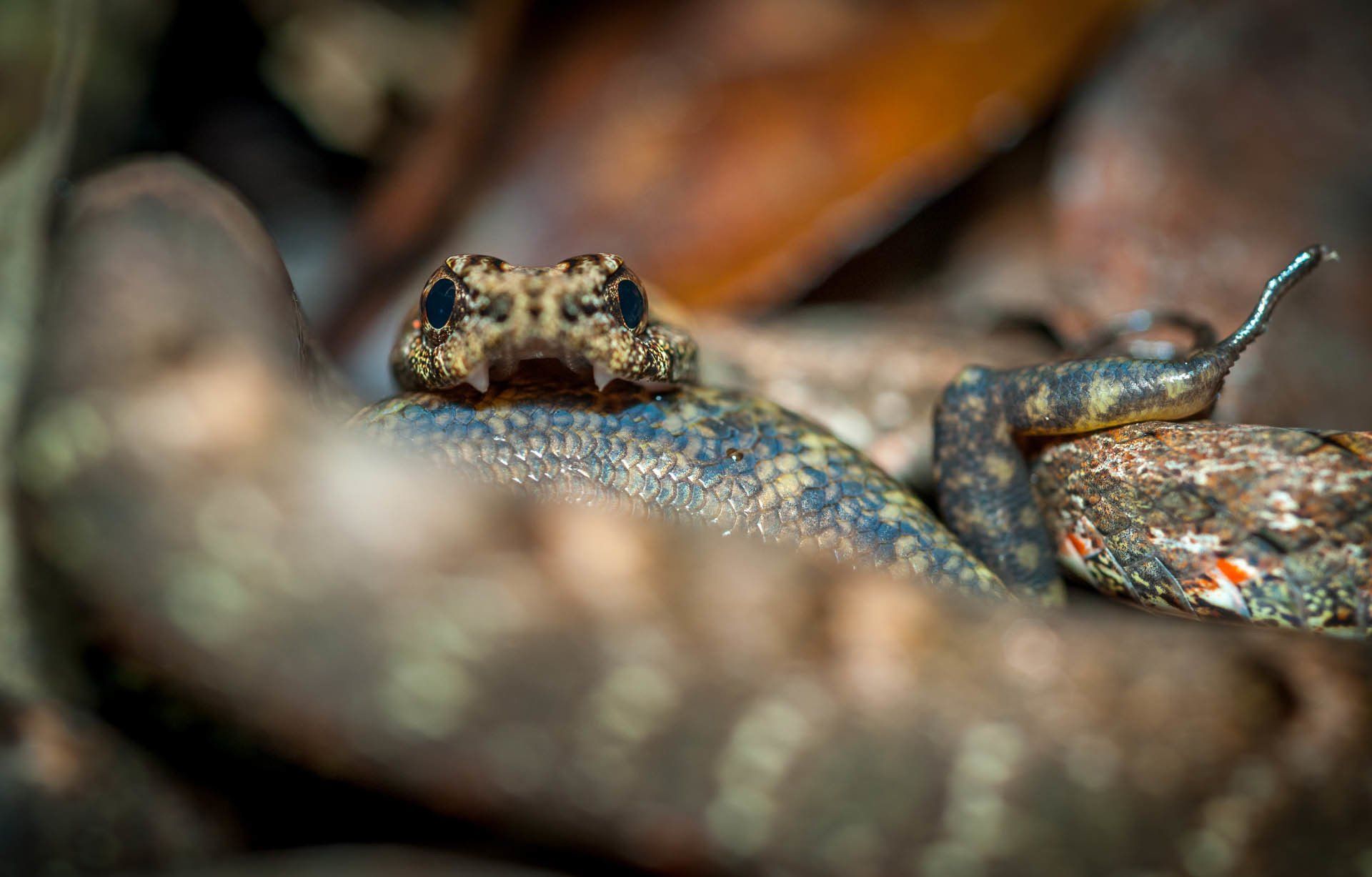 Aaron Gekoski - Award Winning Environmental Photojournalist