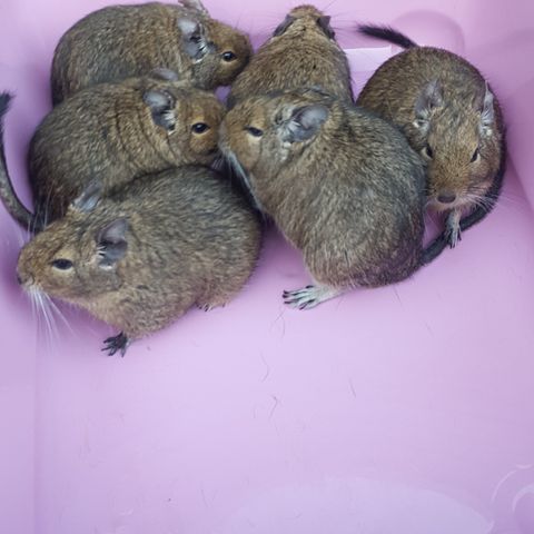 Degu care