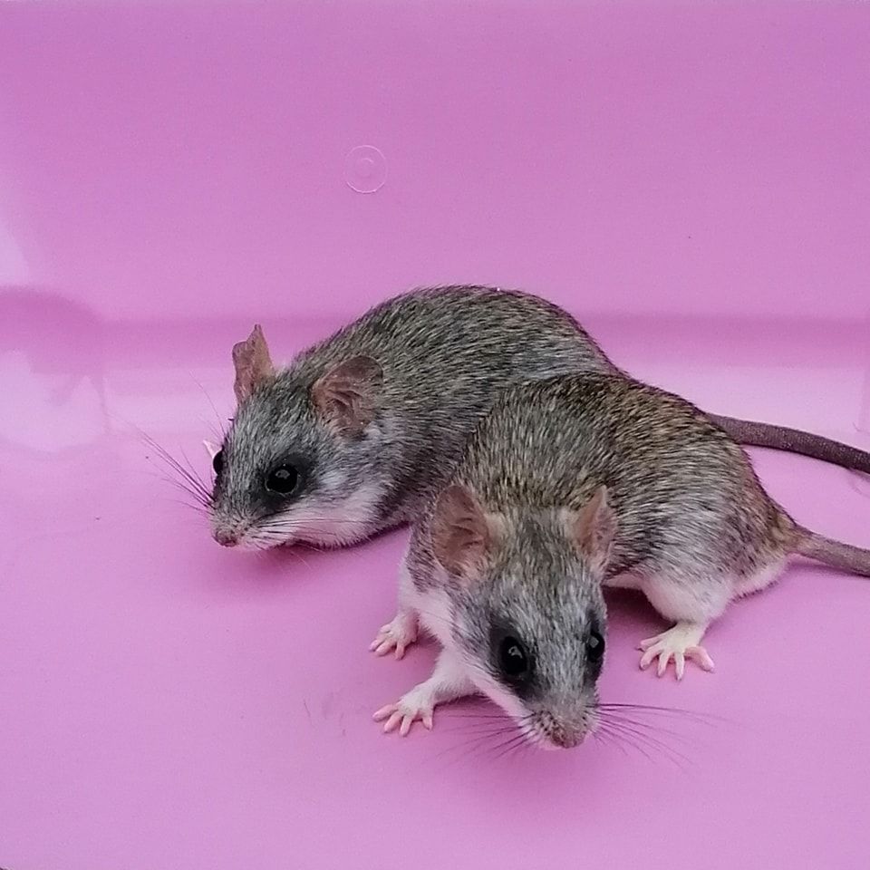 Animals looking for new homes