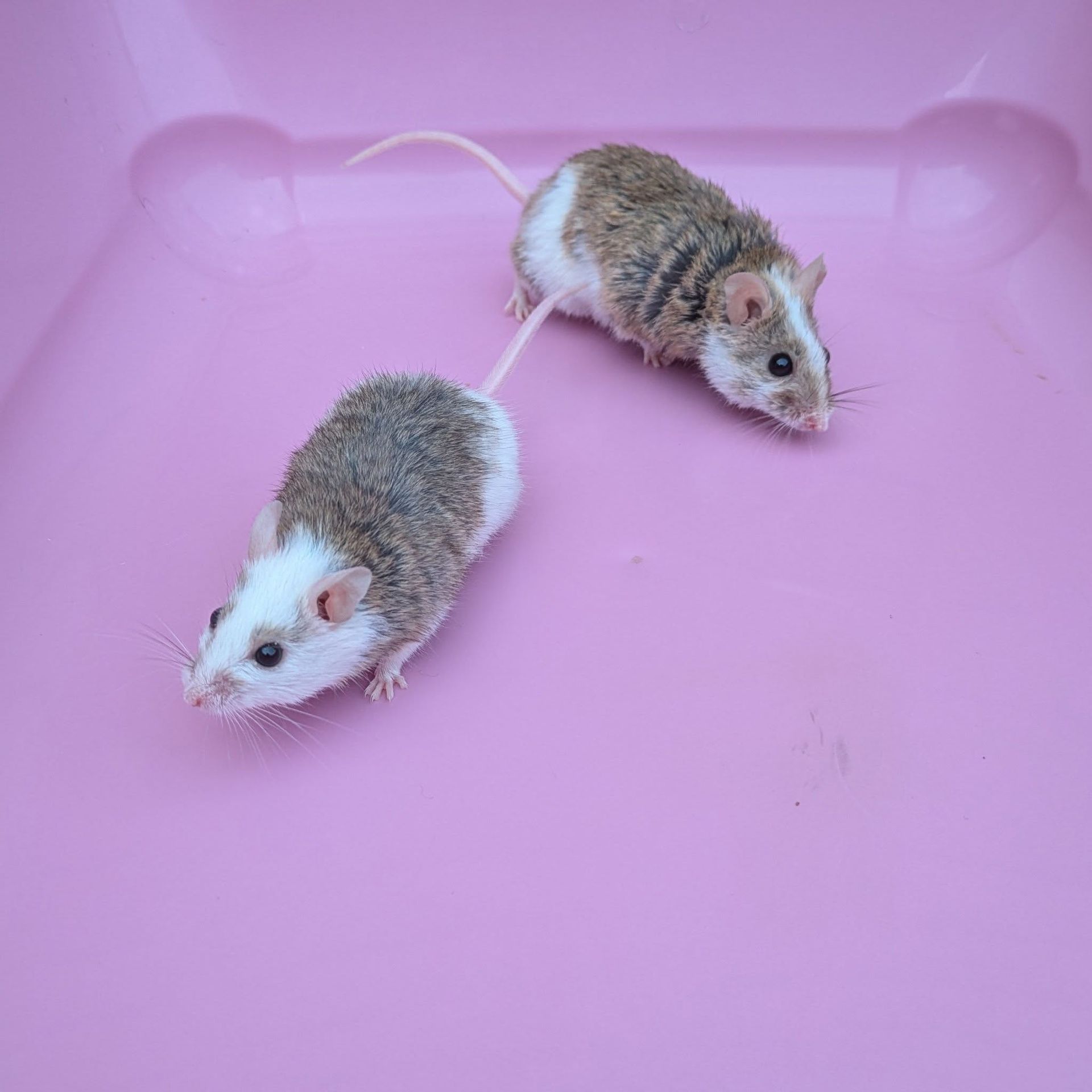 Animals looking for new homes