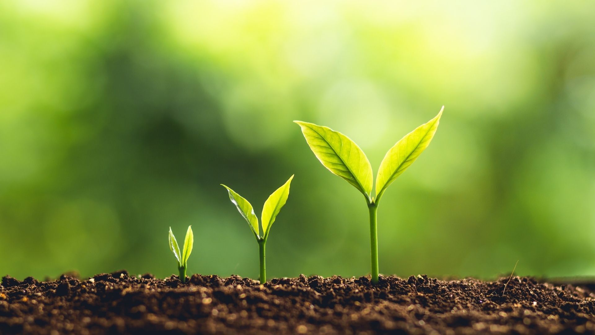 Growth Plateau And Decline Blog Pro Fi 2020 Cpas