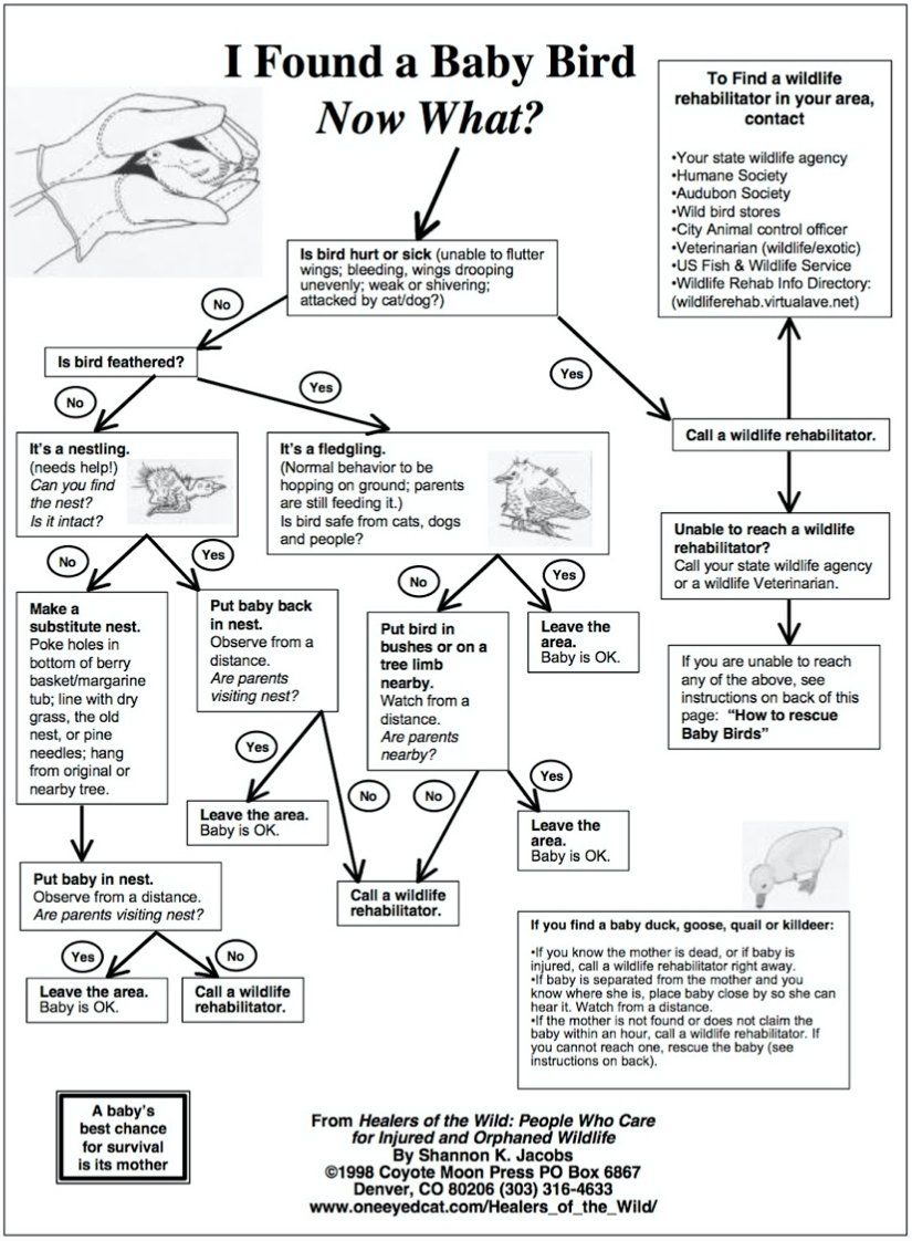Nantucket Safe Harbor For Animals | Resources