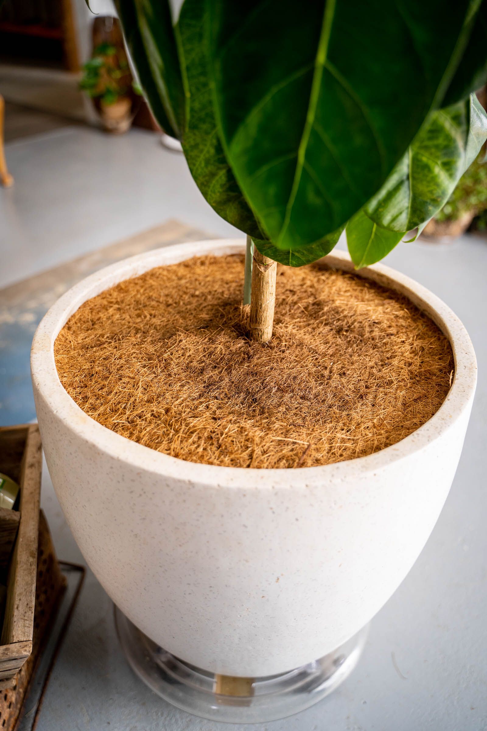 Coir Fibre Mulch Mats: The Secret to Effortless Leaf Maintenance for ...