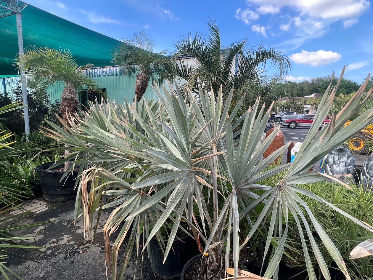 Landscaping | Dallas, TX | Texas Palm Trees and Irrigation LLC