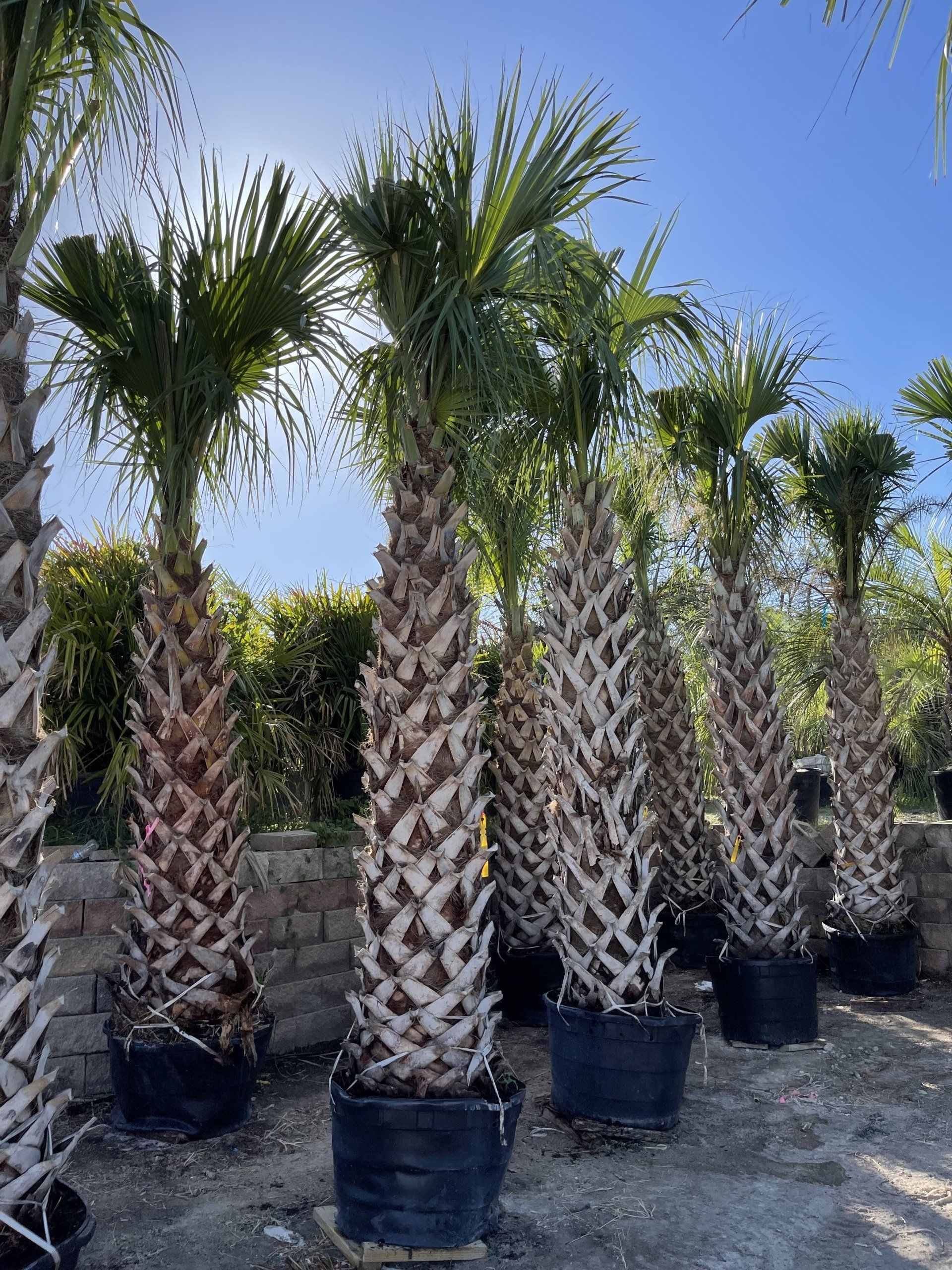 Exotic Plants | Dallas, TX | Texas Palm Trees and Irrigation LLC