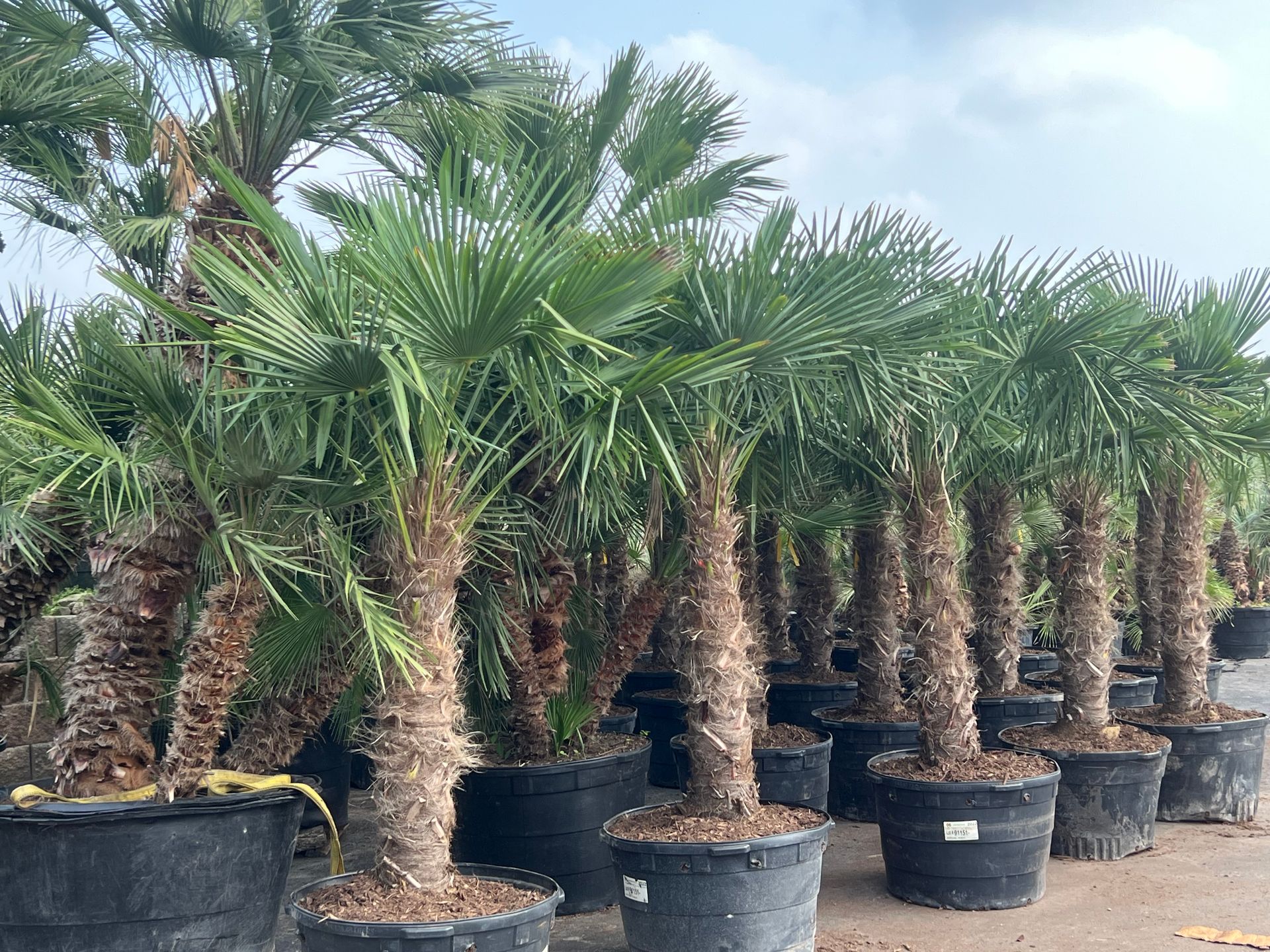 Landscaping | Dallas, TX | Texas Palm Trees and Irrigation LLC