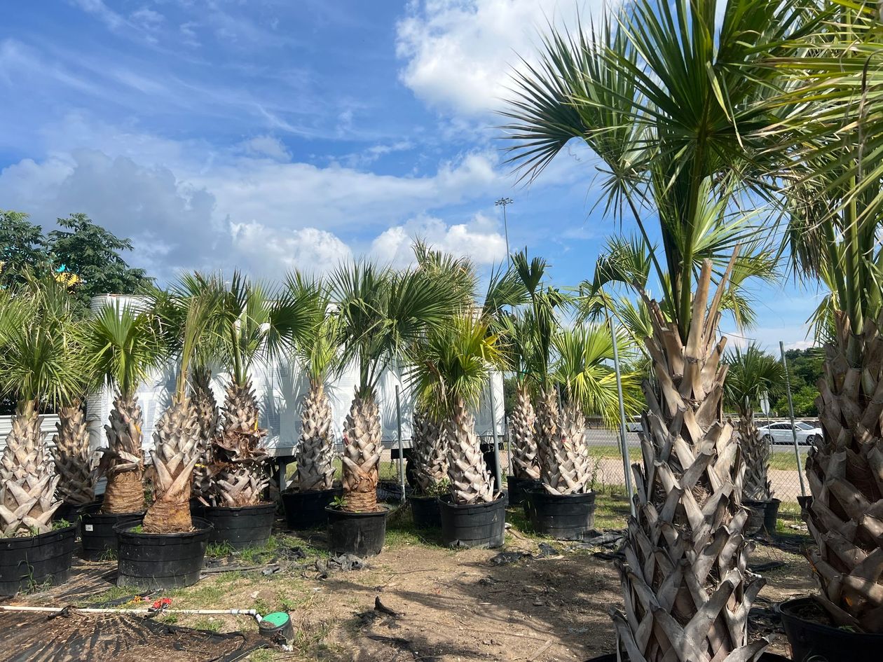 Landscaping | Dallas, TX | Texas Palm Trees and Irrigation LLC