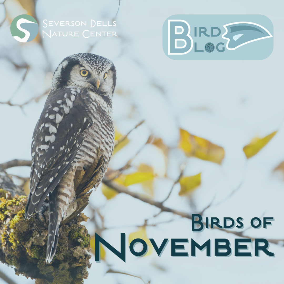 November Bird Blog