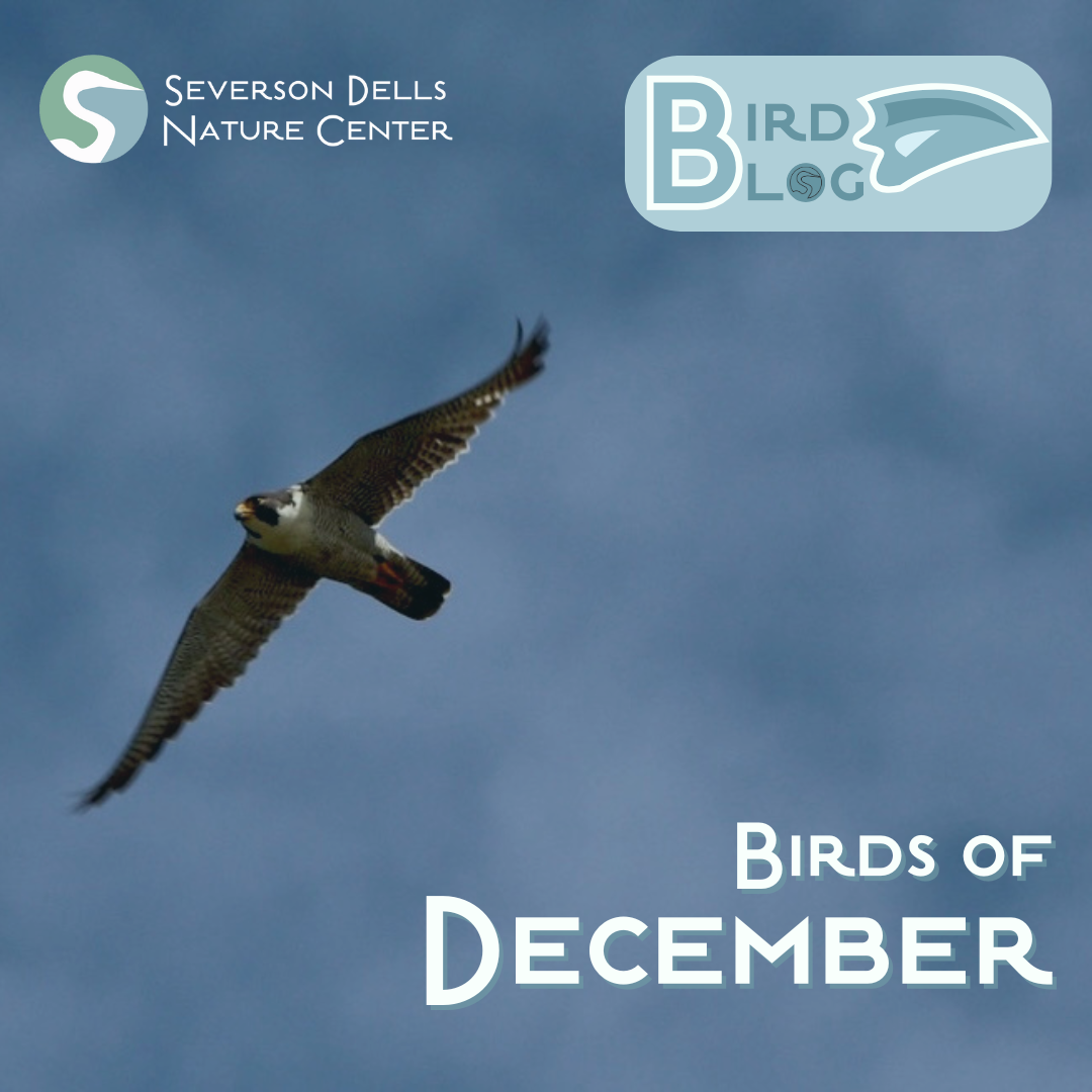 December Bird Blog