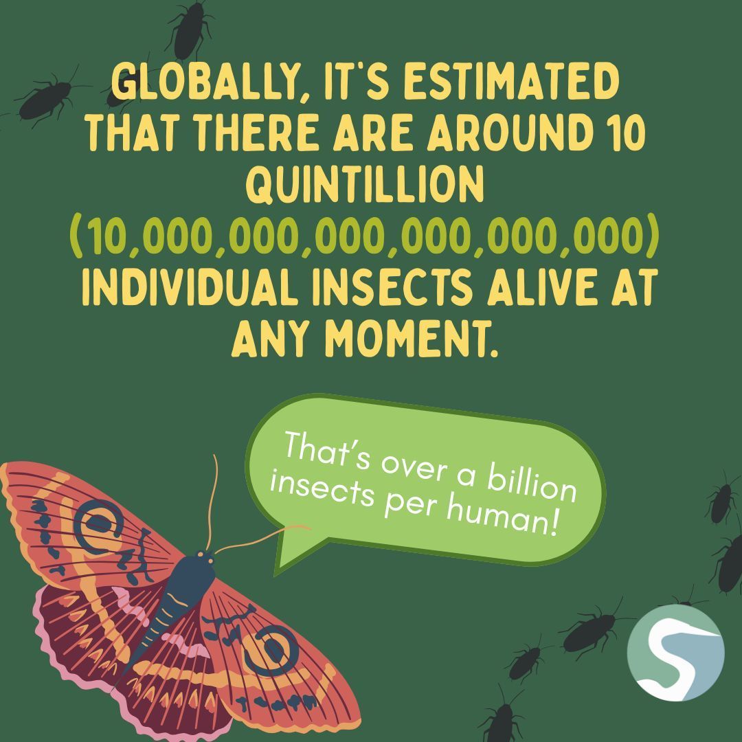 All About Bugs!