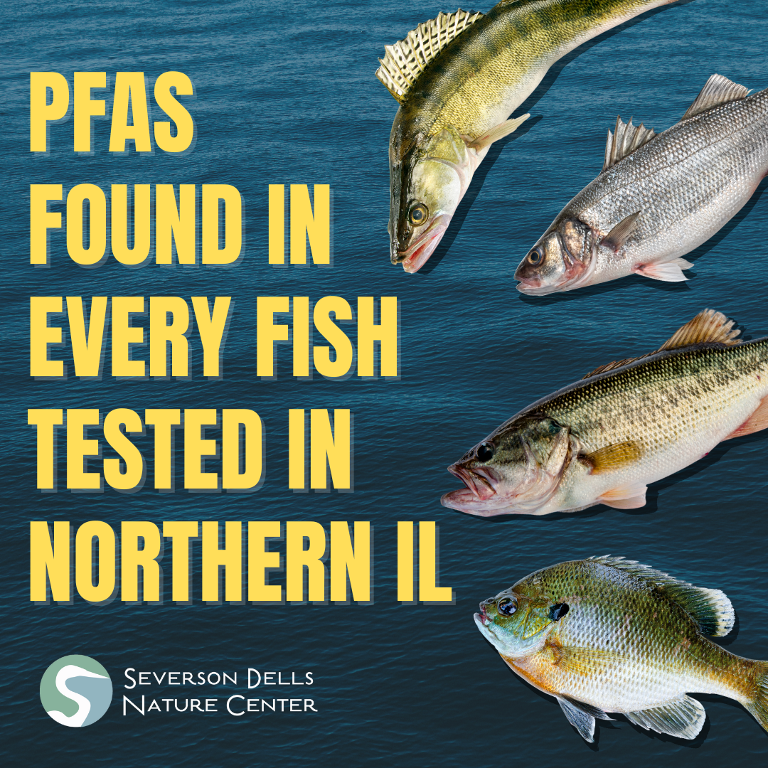 PFAS Found in Every Fish Tested in Northern Illinois