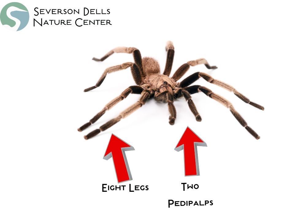 The Importance of Spiders