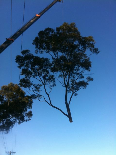 Sydney's Trusted Arborist Company | True Blue Tree Lopping
