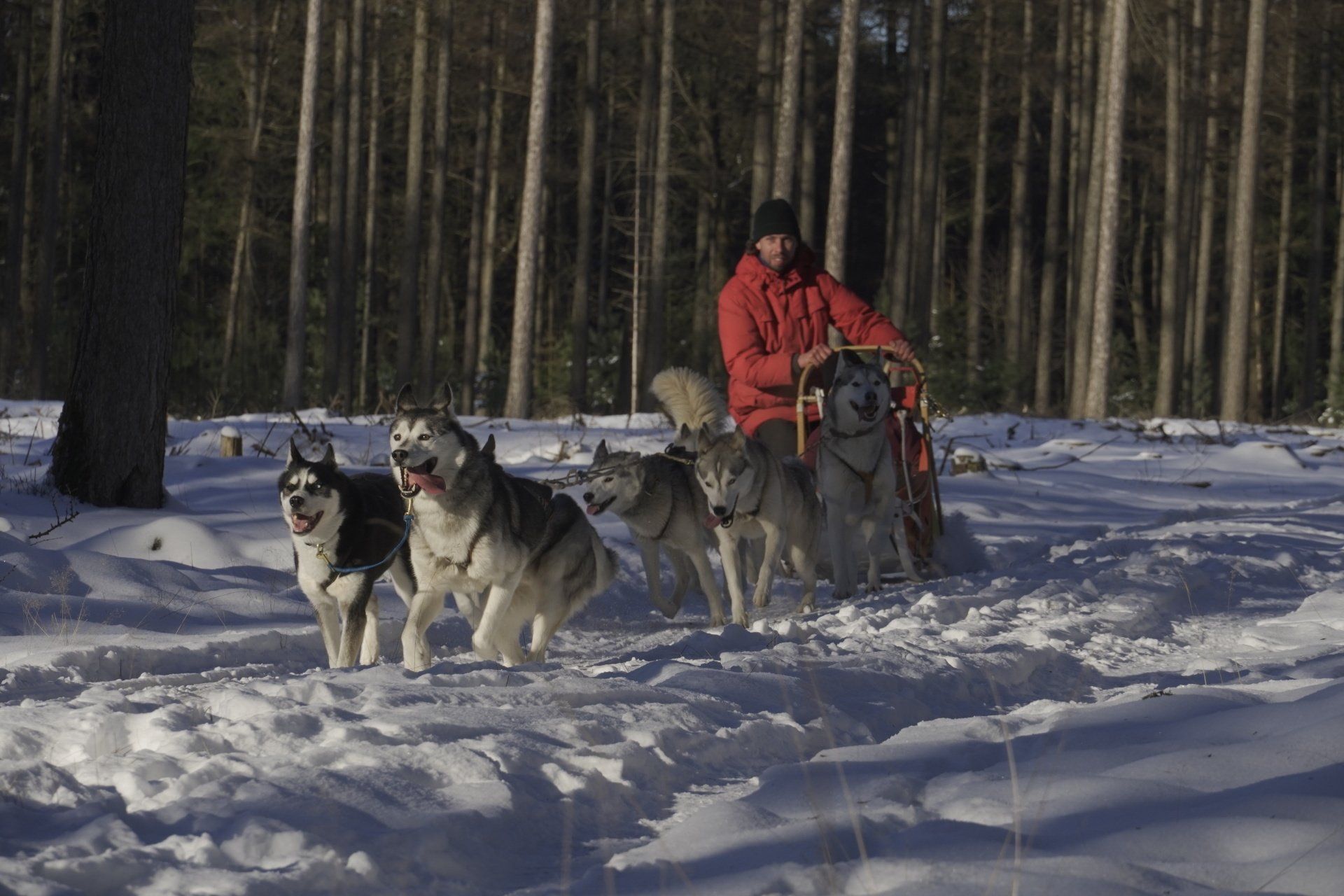 De nummer 1 husky beleving van Nederland