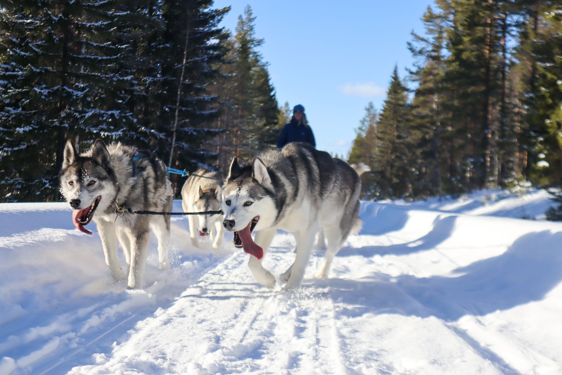 De nummer één husky beleving van Nederland en Lapland