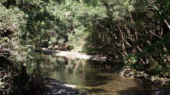 The secret swimming spots of the beautiful Bellinger Valley.