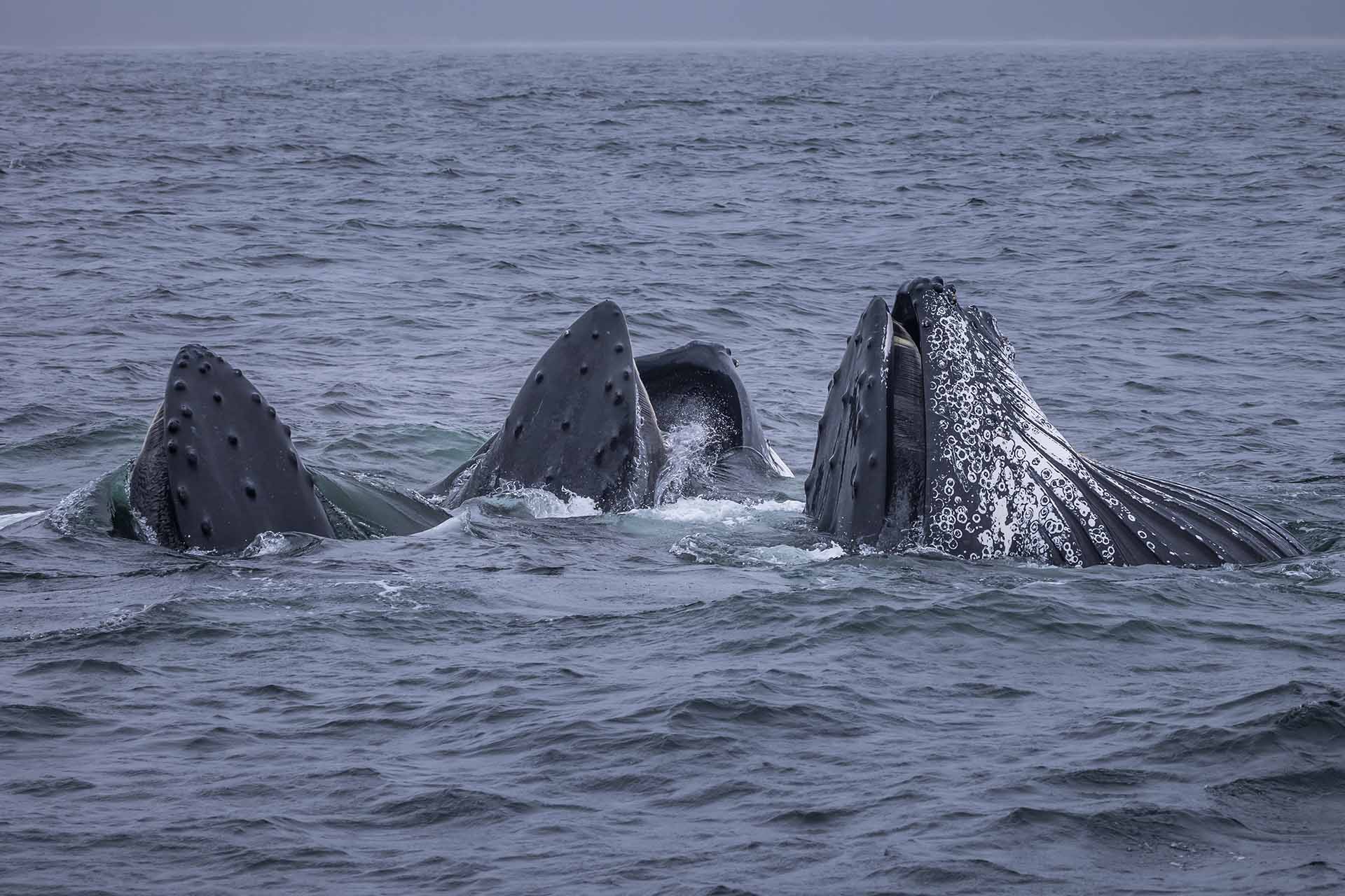 Learn about Whale Moves and Behaviours, Sapphire Coast NSW