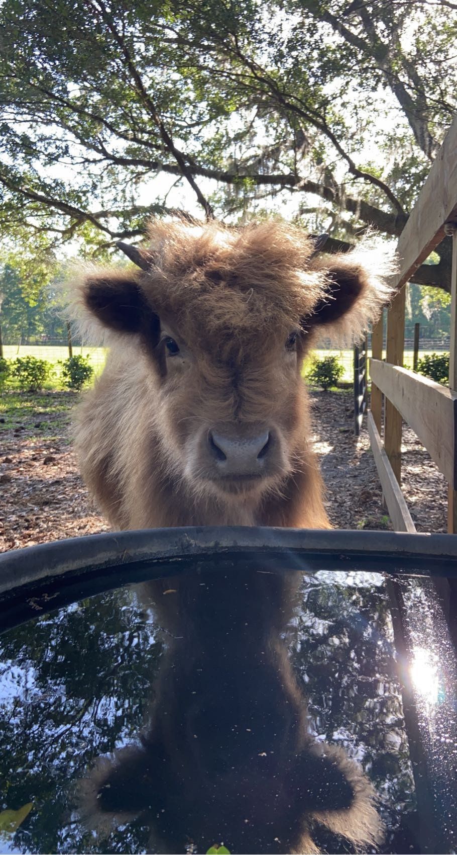 Gallery | Darby Farms | Dade City, Florida