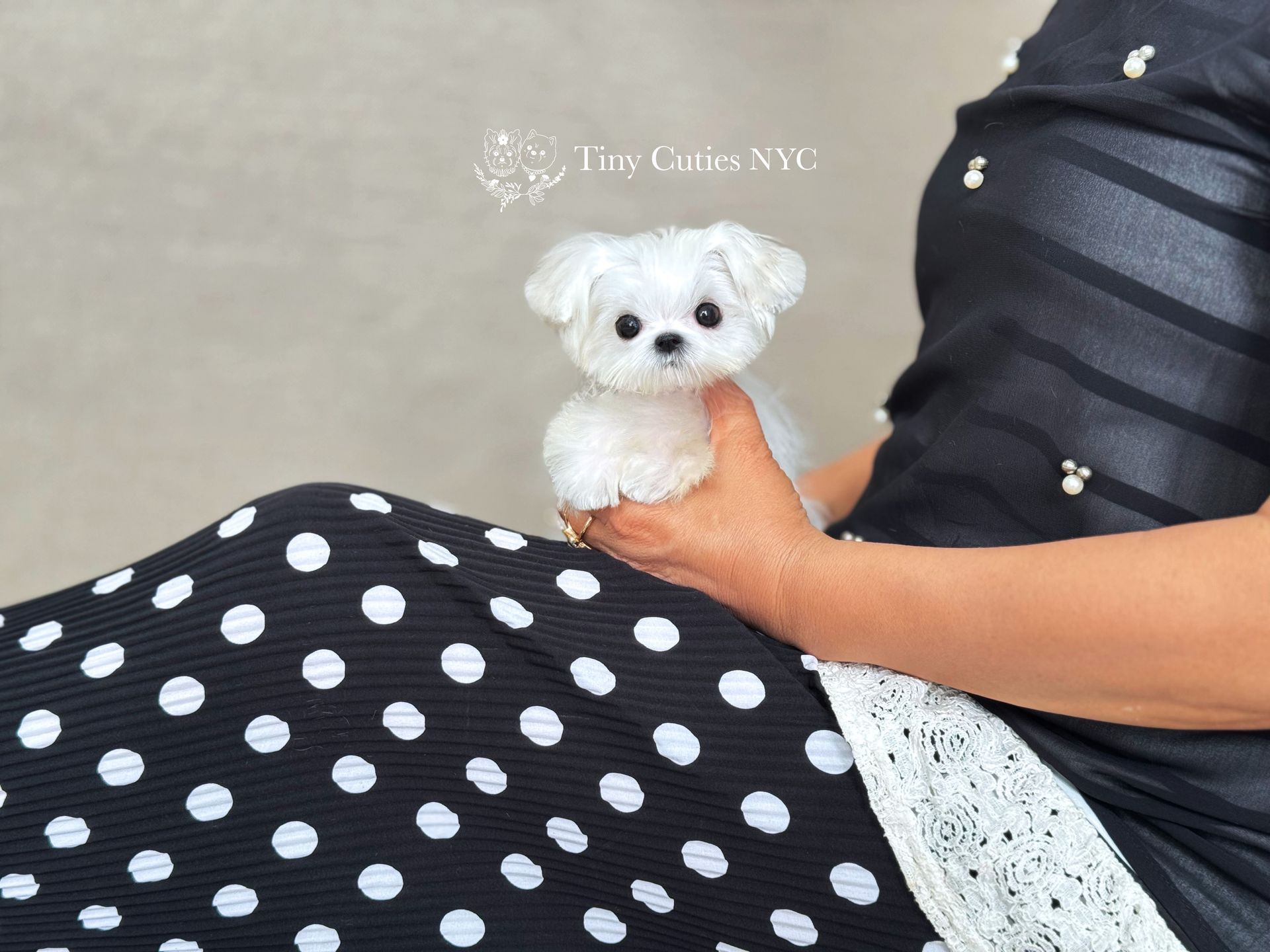 Teacup/Micro Teacup Maltese | Astoria, NY | Tiny Cuties NYC
