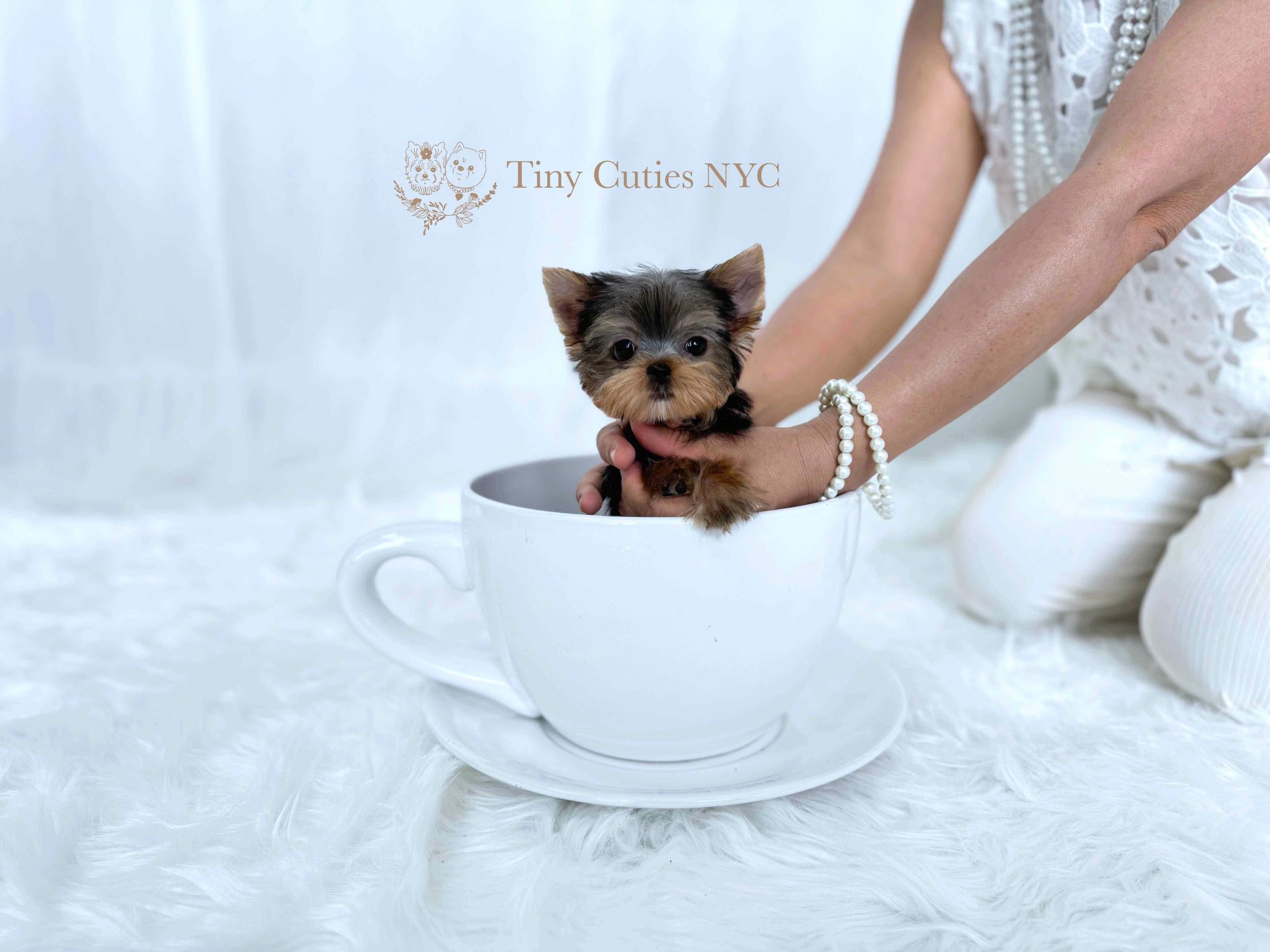 Teacup/Micro Teacup Yorkies | Astoria, NY | Tiny Cuties NYC