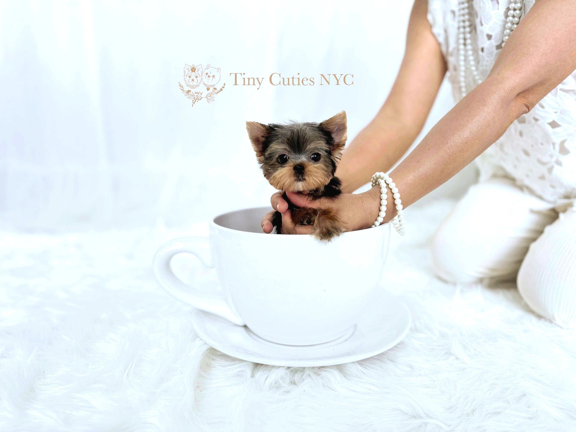 Teacup/Micro Teacup Yorkies | Astoria, NY | Tiny Cuties NYC