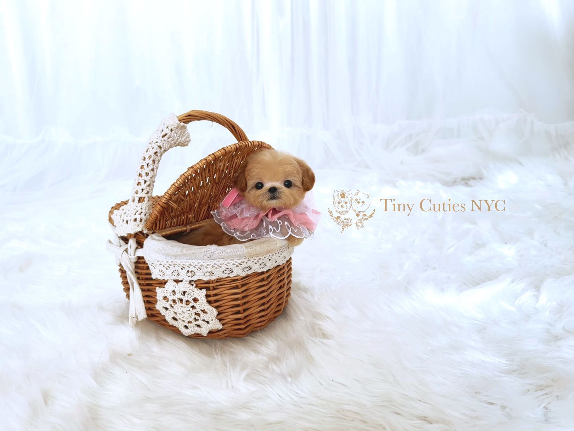 Teacup/Micro Teacup Maltipoos | Astoria, NY | Tiny Cuties NYC
