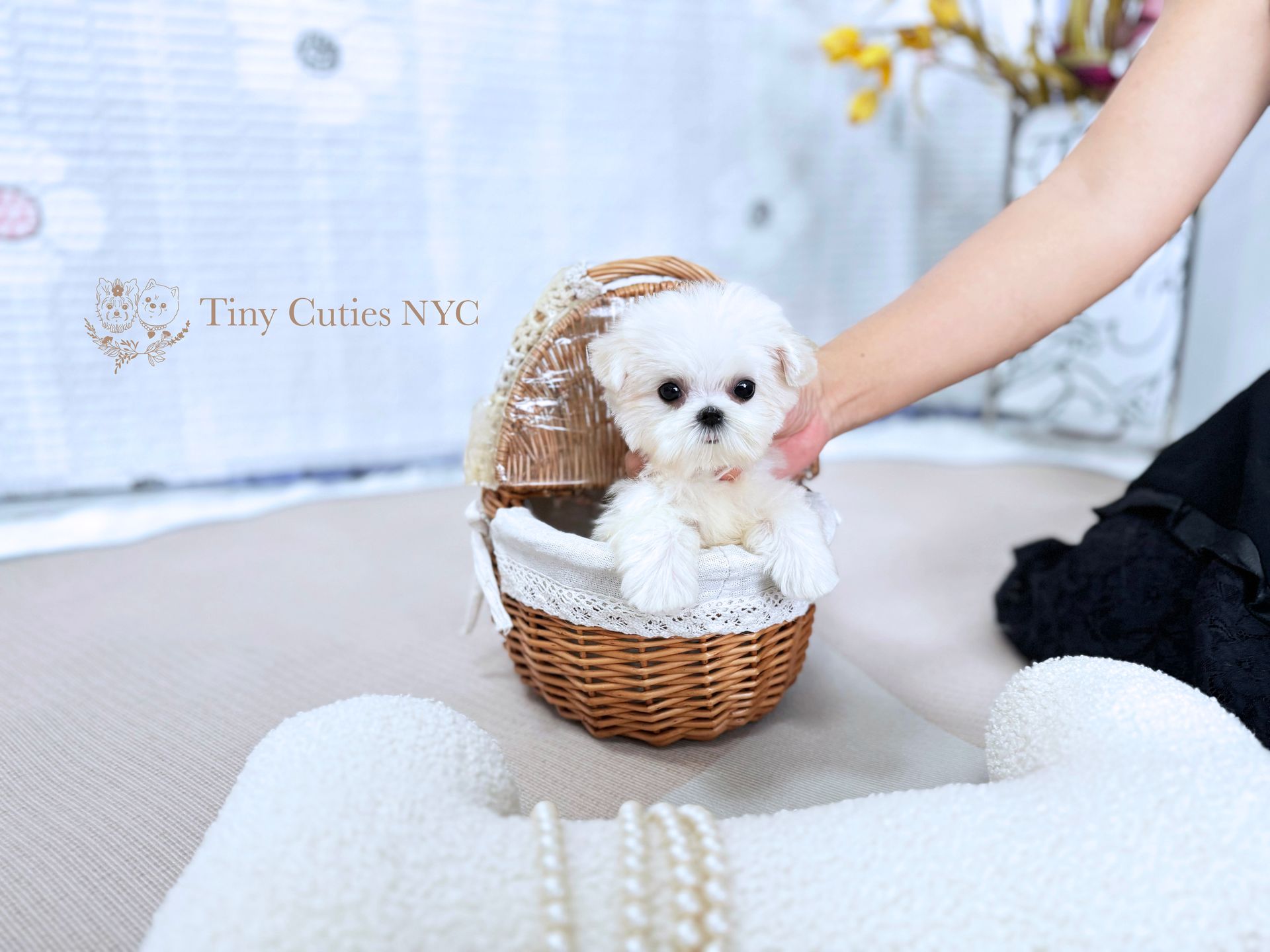 Teacup/Micro Teacup Maltese | Astoria, NY | Tiny Cuties NYC
