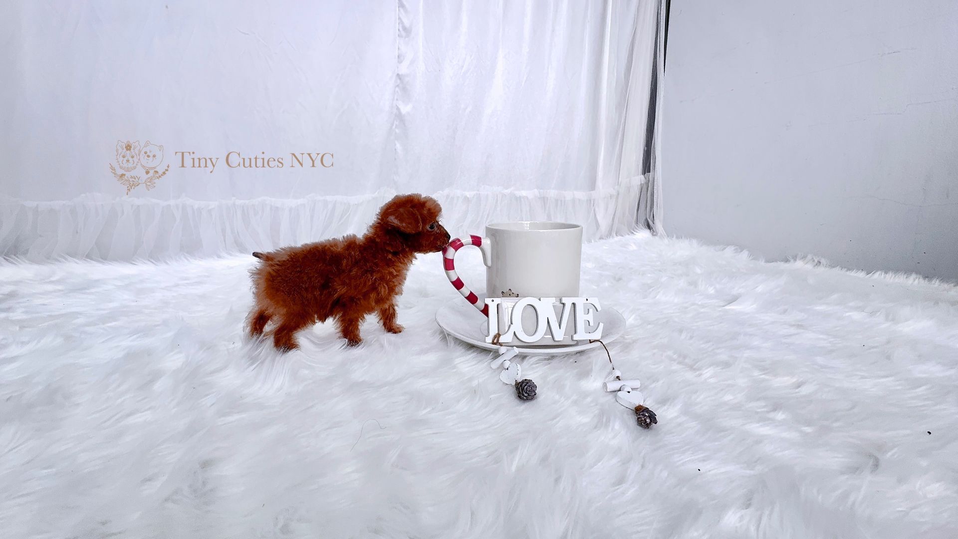 Teacup/Micro Teacup Poodle | Astoria, NY | Tiny Cuties NYC