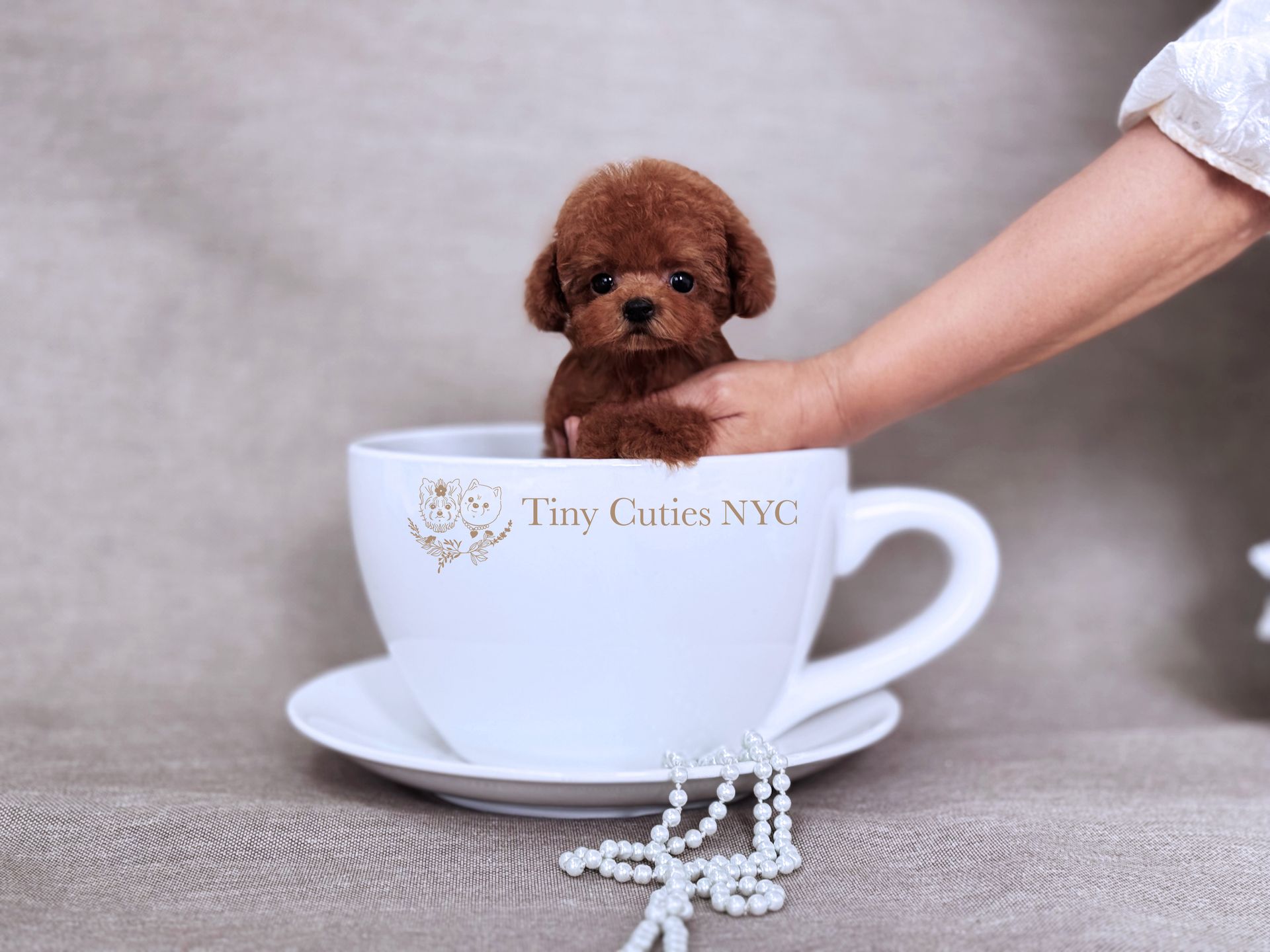 Teacup/Micro Teacup Poodle | Astoria, NY | Tiny Cuties NYC