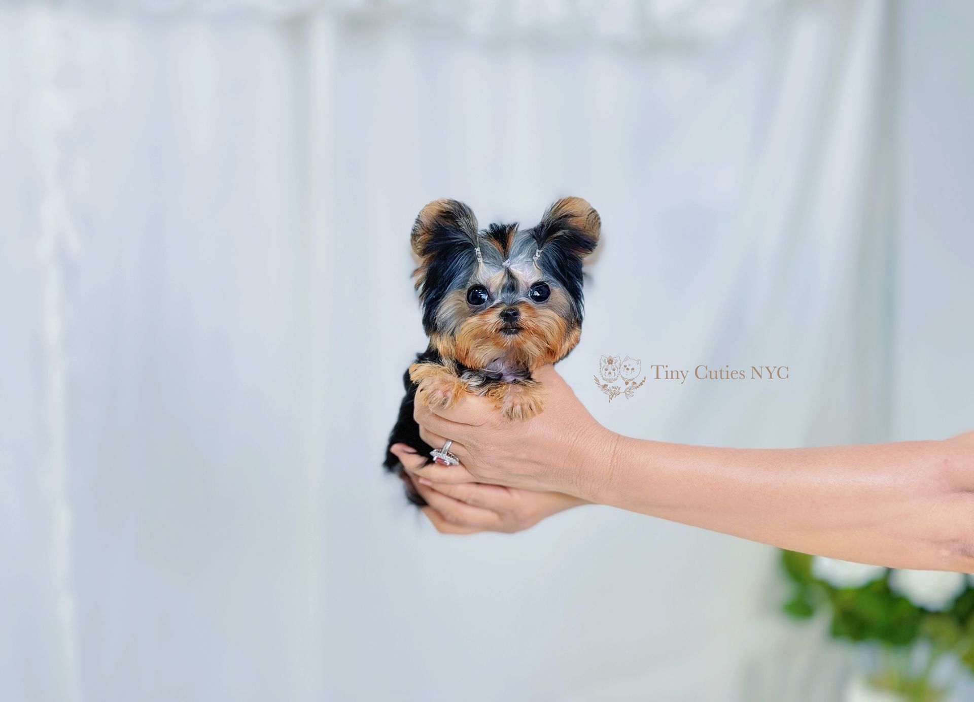 Teacup/Micro Teacup Yorkies | Astoria, NY | Tiny Cuties NYC