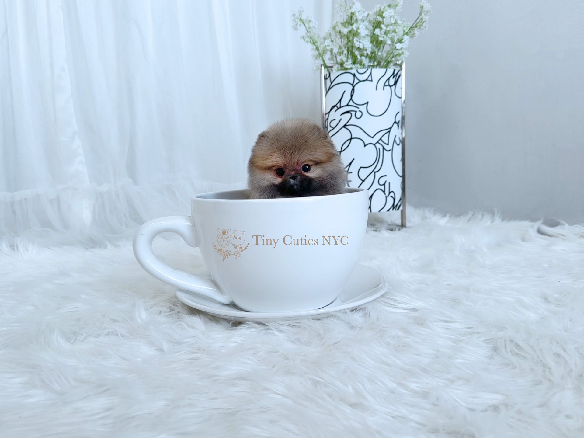 Teacup/Micro Teacup Pomeranian | Astoria, NY | Tiny Cuties NYC