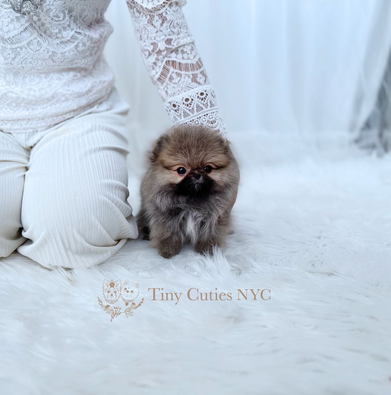 Teacup/Micro Teacup Pomeranian | Astoria, NY | Tiny Cuties NYC