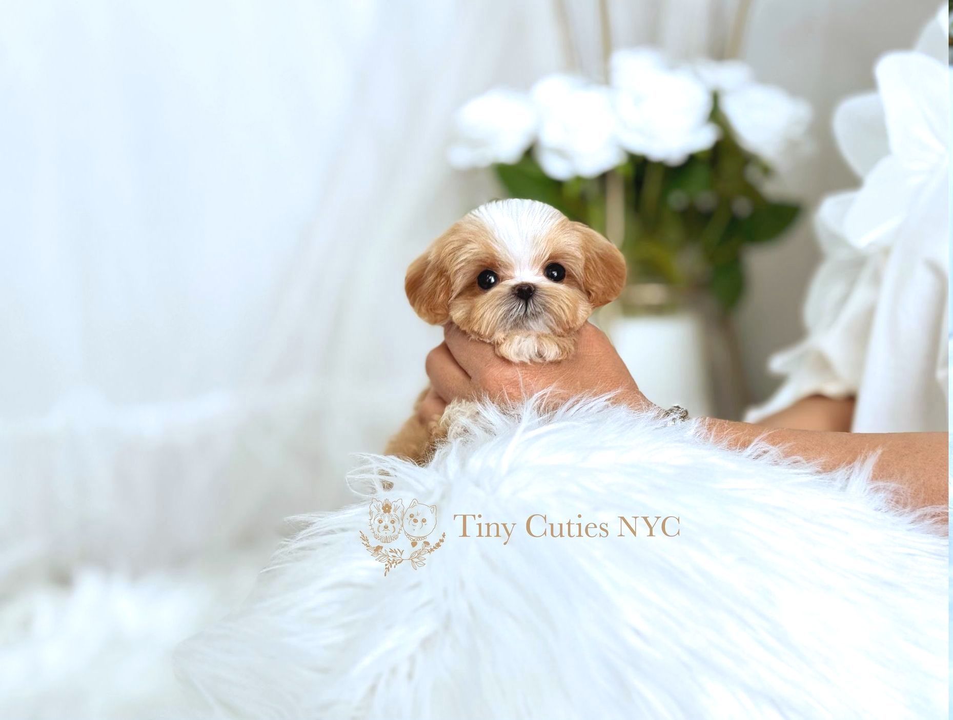 Teacup/Micro Teacup Maltipoos | Astoria, NY | Tiny Cuties NYC