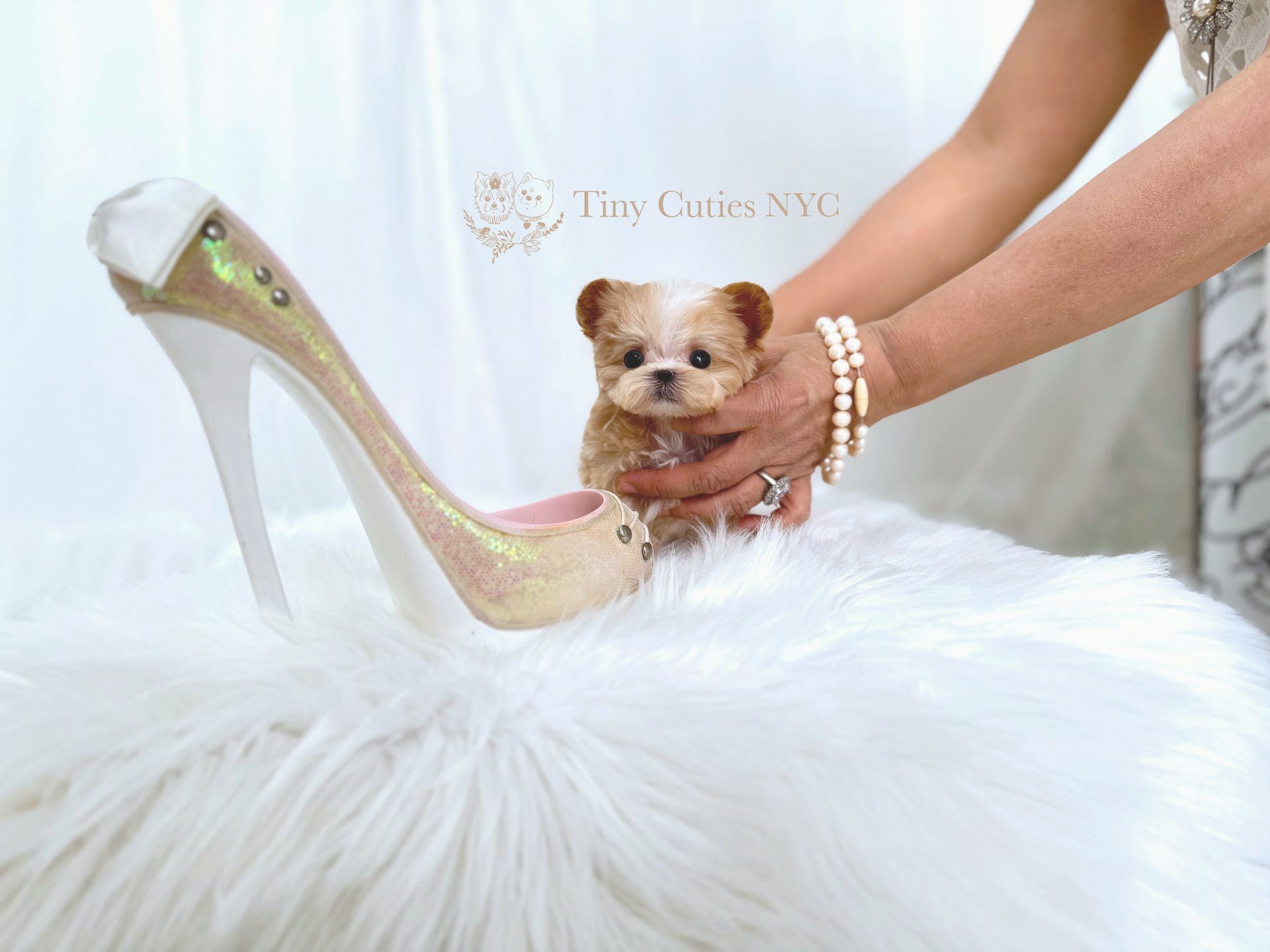 Teacup/Micro Teacup Maltipoos | Astoria, NY | Tiny Cuties NYC