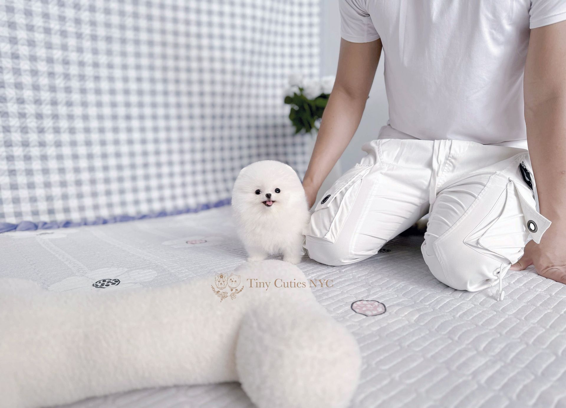 Teacup/Micro Teacup Pomeranian | Astoria, NY | Tiny Cuties NYC