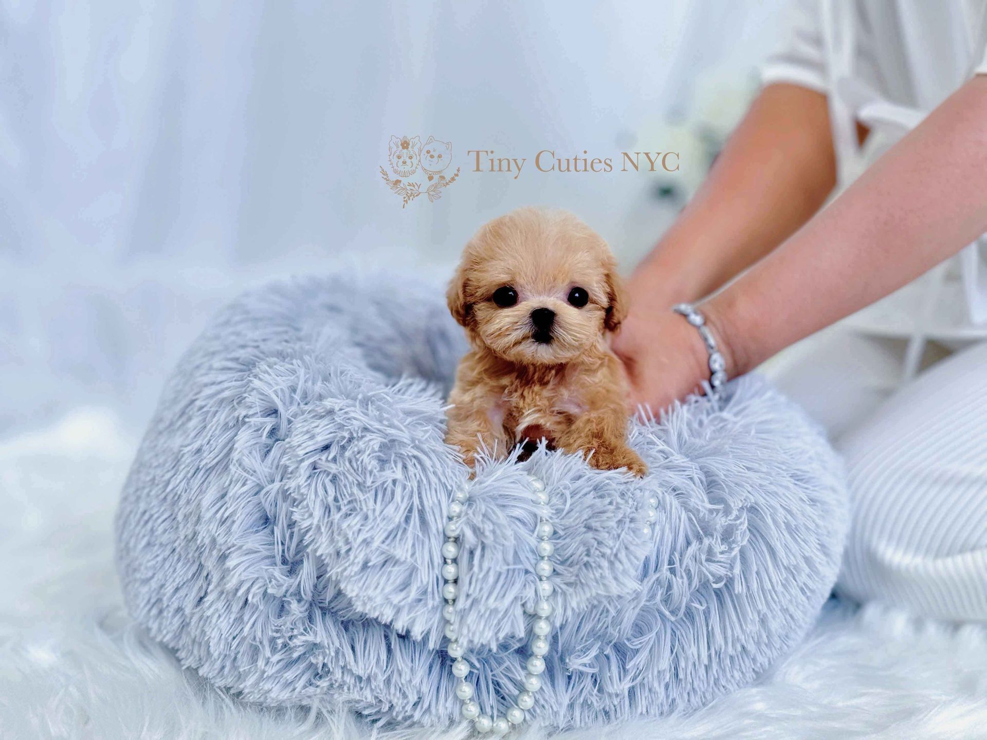 Teacup/Micro Teacup Maltipoos | Astoria, NY | Tiny Cuties NYC