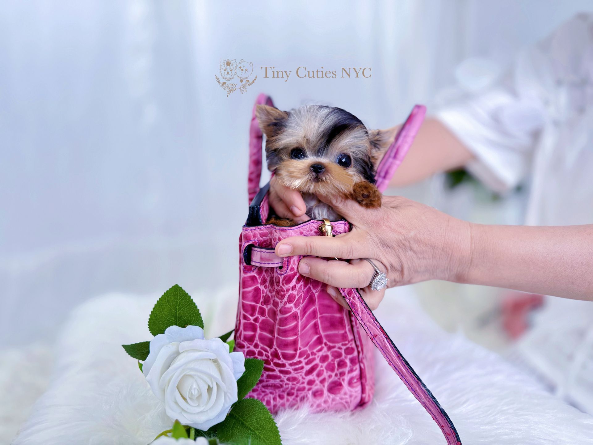 Teacup/Micro Teacup Yorkies | Astoria, NY | Tiny Cuties NYC