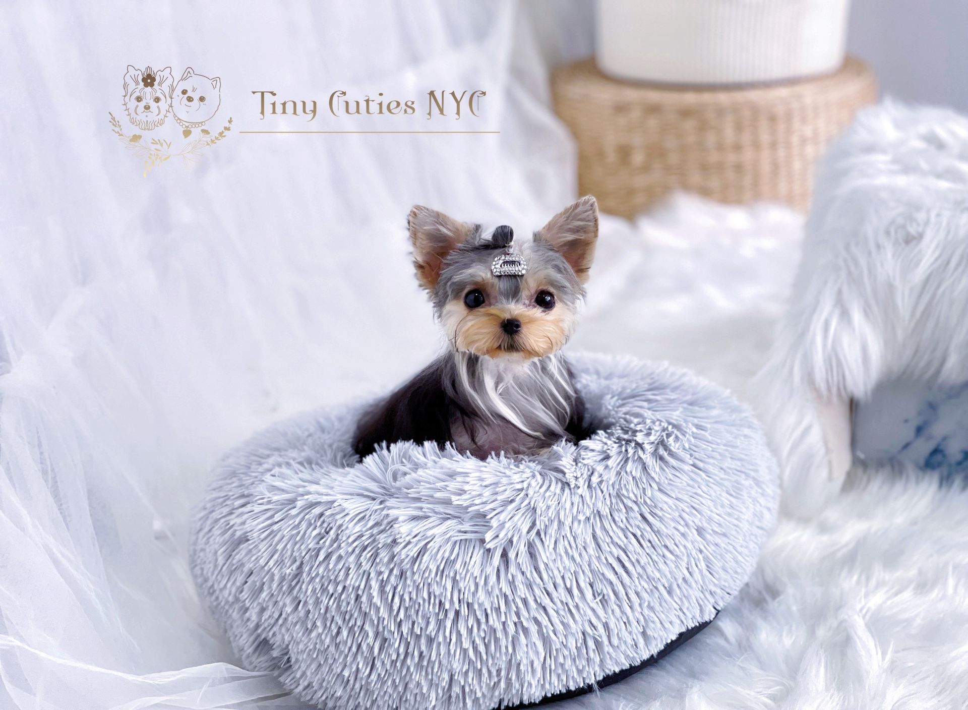 Teacup/Micro Teacup Yorkies | Astoria, NY | Tiny Cuties NYC